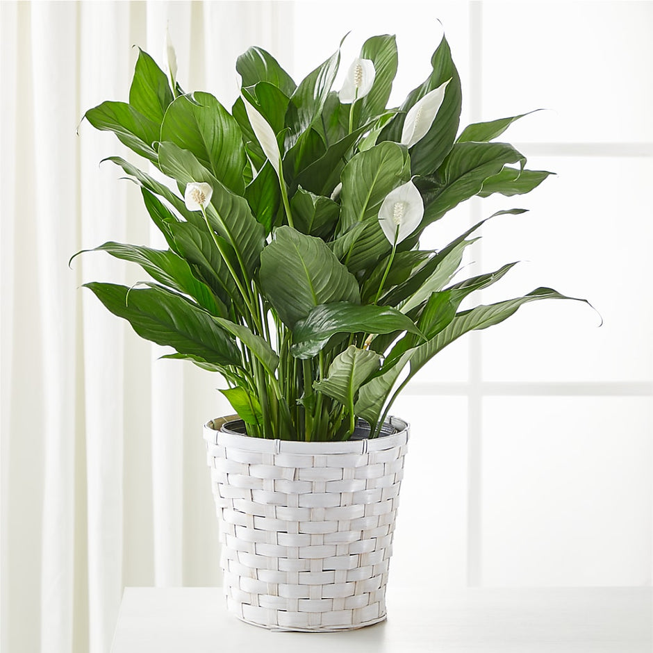 Miami Florist with Same-Day Delivery | Cerezo Flowers–Cerezo Flowers